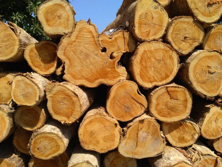 5-Key Wood Comparison Guide: Uncovering Rubberwood’s Affordable ...